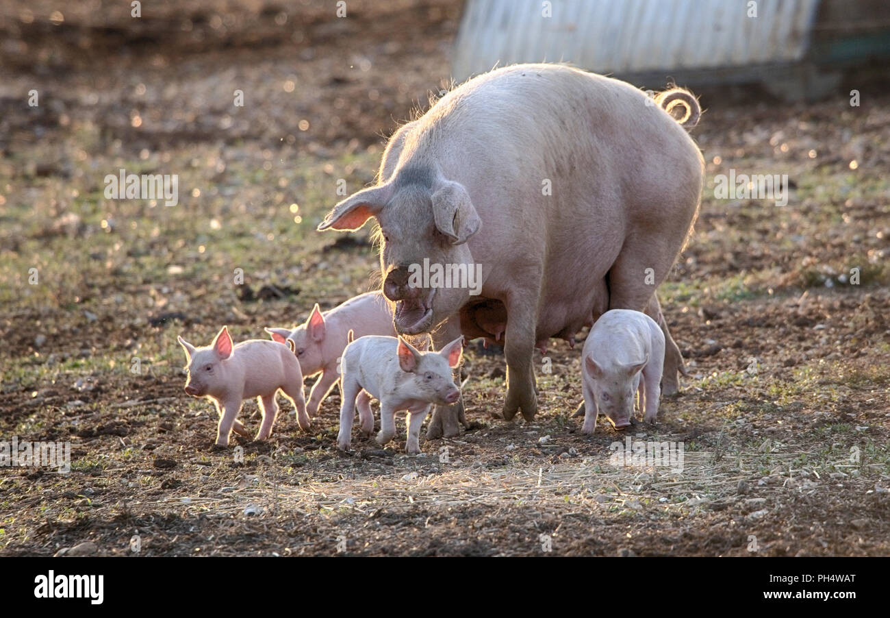 Piglets and Pigs Stock Photo - Alamy
