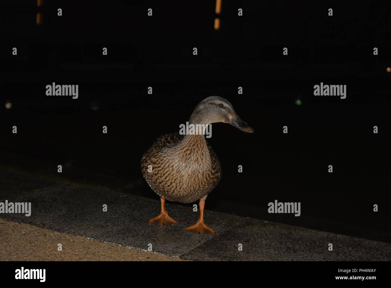 Duck at night Stock Photo - Alamy