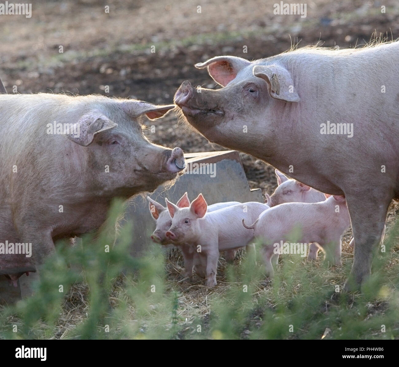 Piglets and Pigs Stock Photo - Alamy
