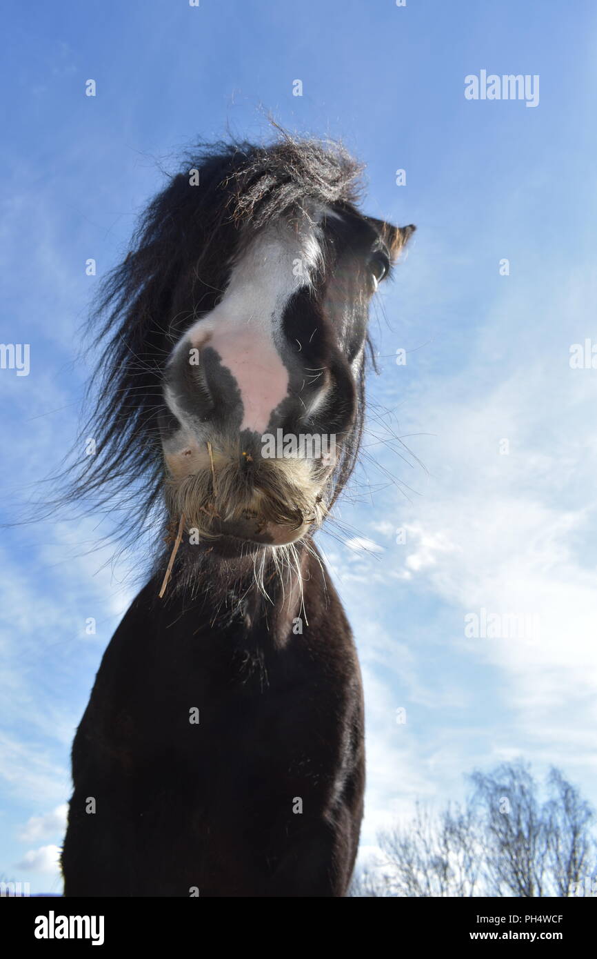 Horse looking down at the camera Stock Photo - Alamy