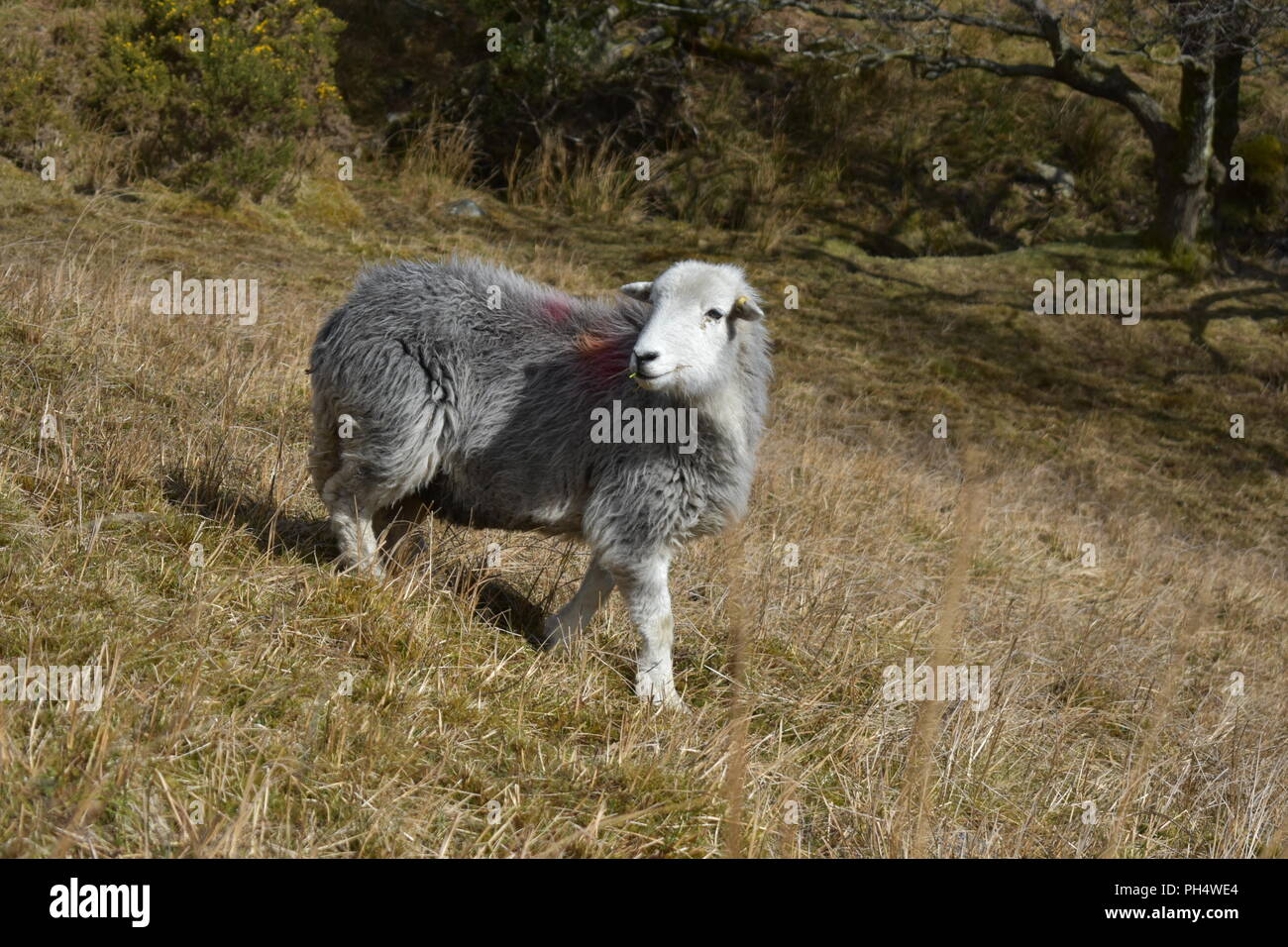 Herdwick Lamb High Resolution Stock Photography and Images - Alamy
