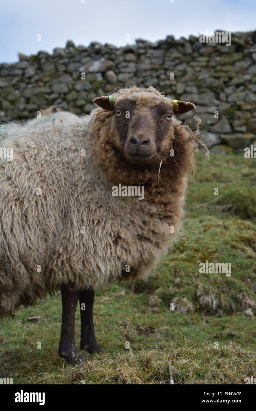 Sheep staring hi-res stock photography and images - Alamy