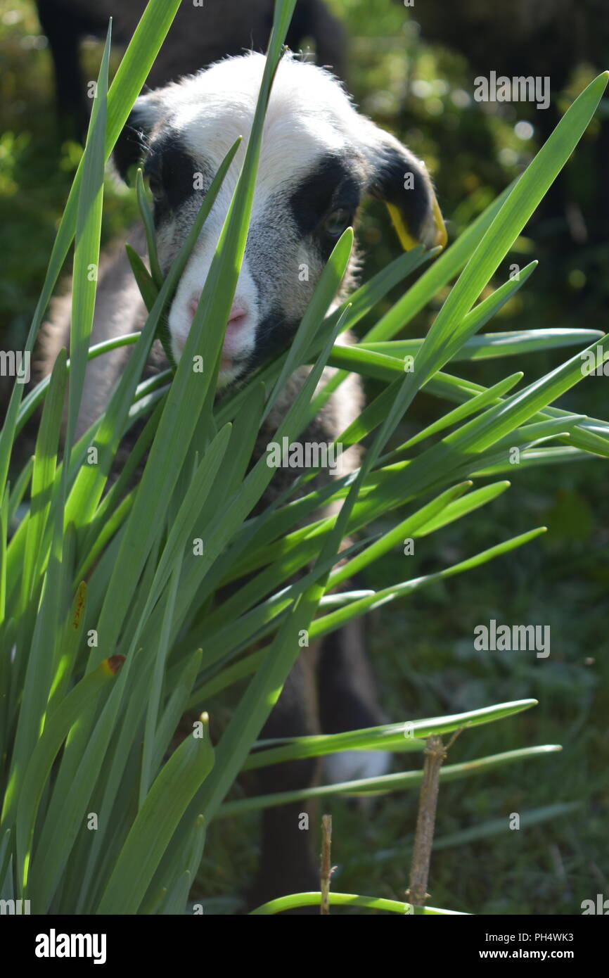 Ewe and lamb daffodils hi-res stock photography and images - Alamy