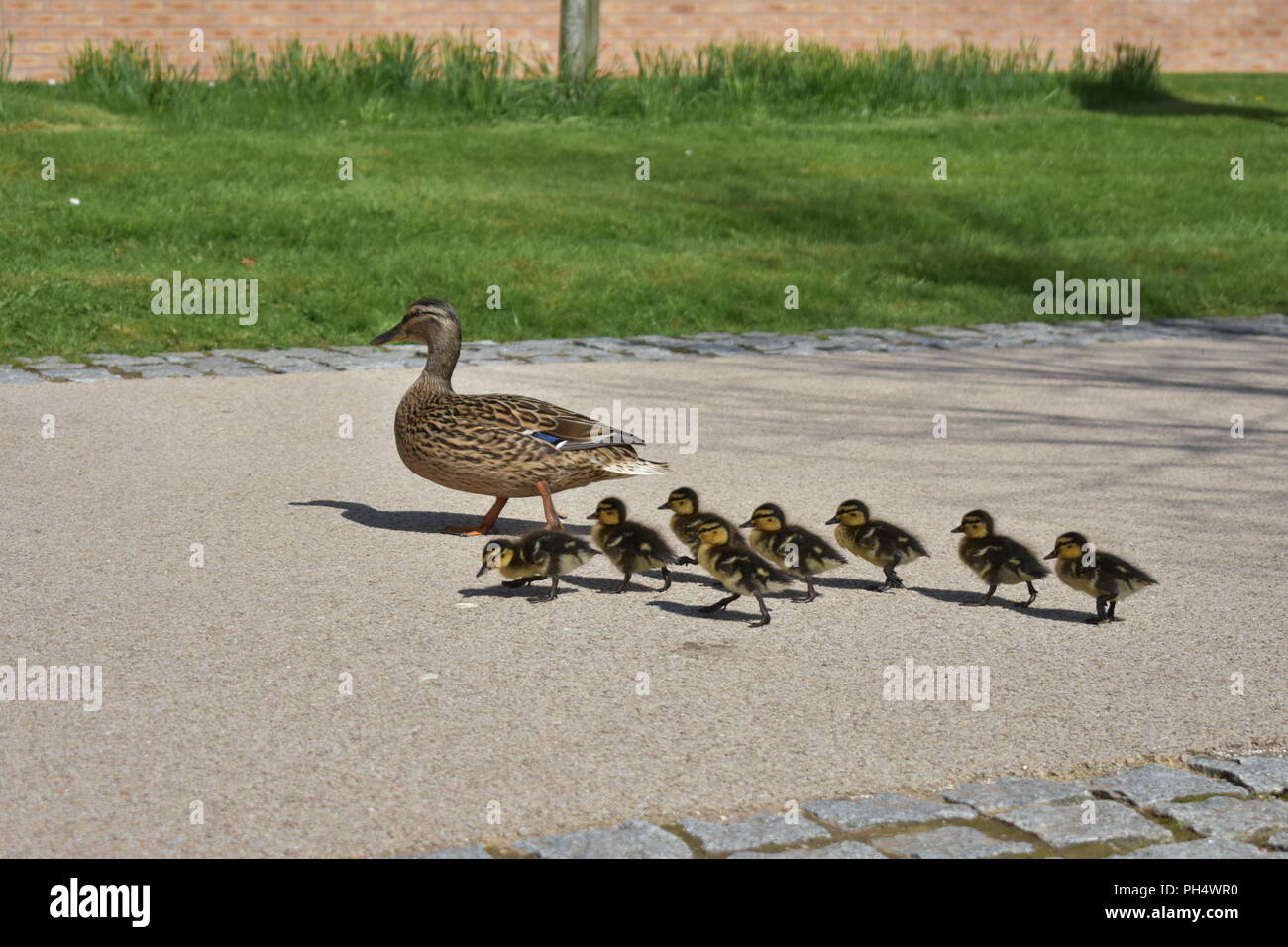 Ducklings following mother hi-res stock photography and images - Alamy