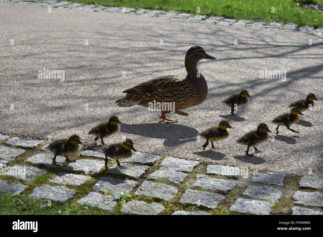Ducklings leading their mother Stock Photo - Alamy