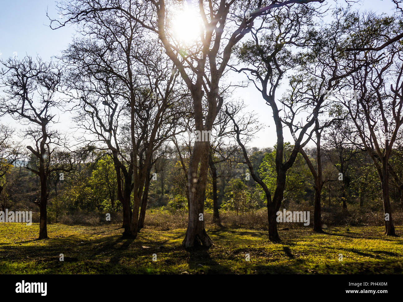 Sun hiding behind trees in a forest Stock Photo - Alamy