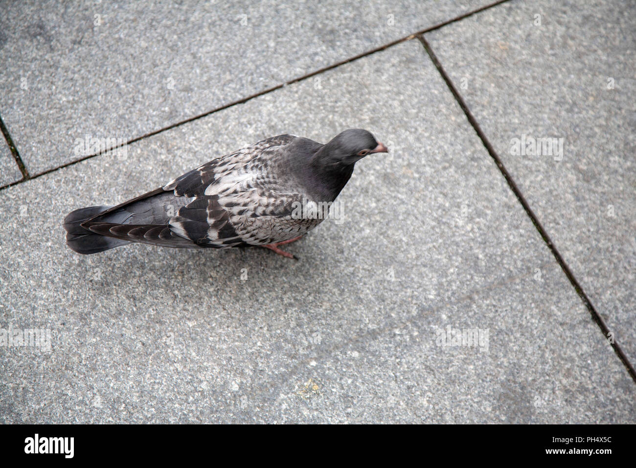 Looking down at a pigeon on a street in Sheffield, South Yorkshire ...