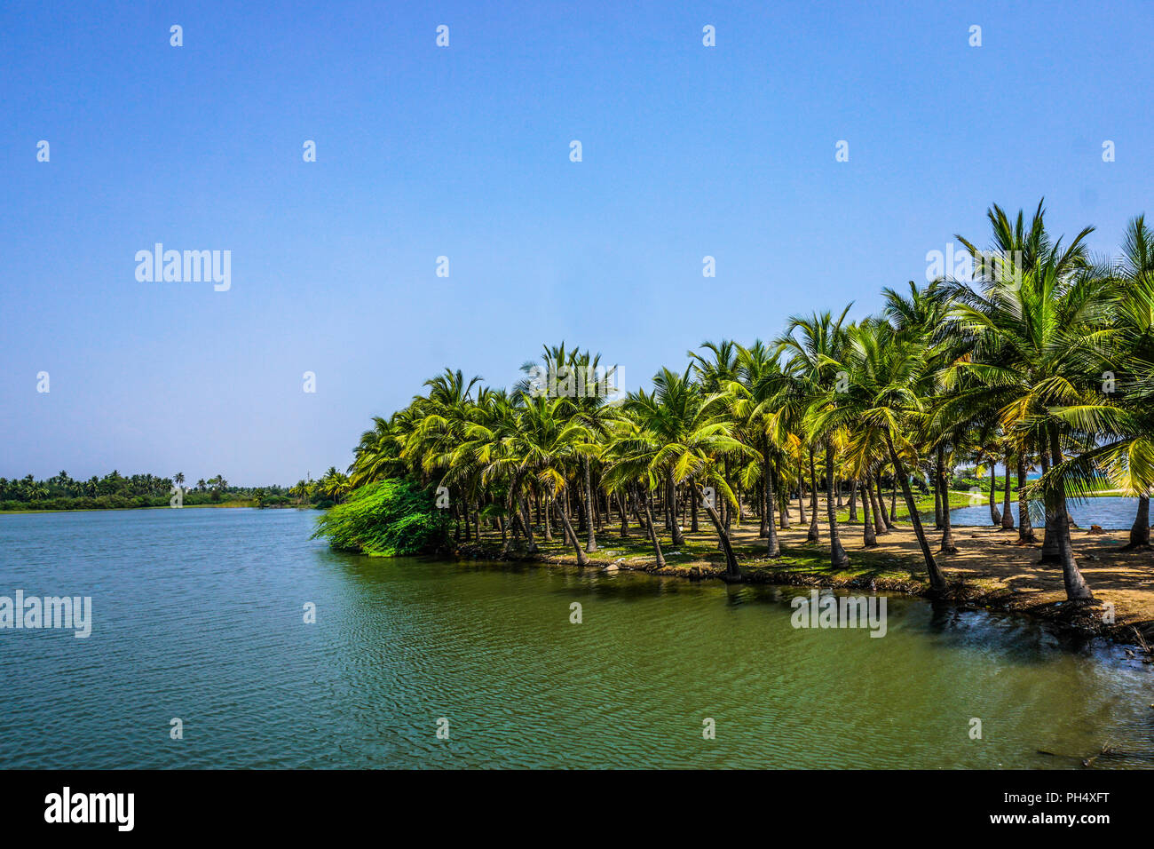A narrow stretch of coconut trees lining near seaside Stock Photo - Alamy