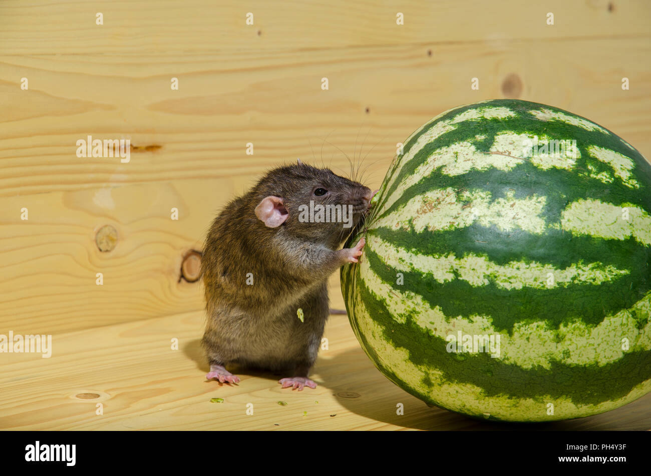 Big watermelon hi-res stock photography and images - Alamy