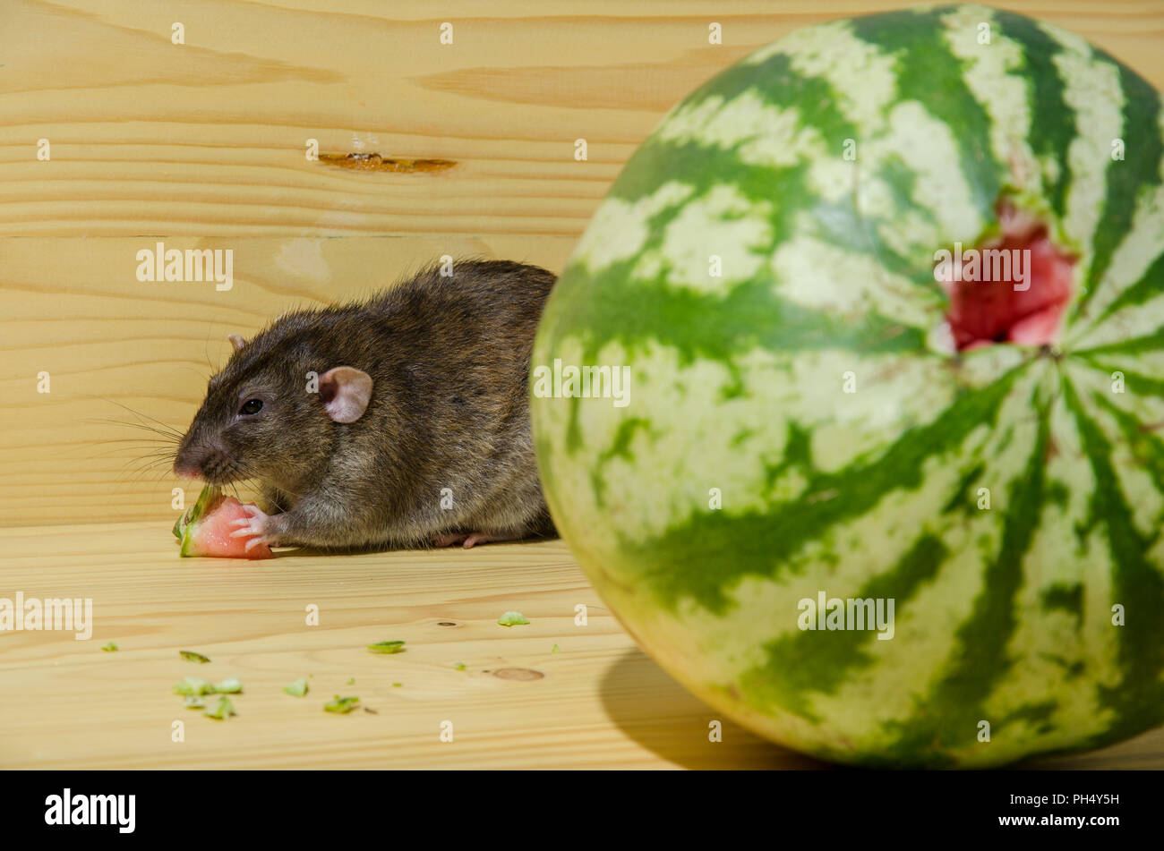 Big watermelon hi-res stock photography and images - Alamy