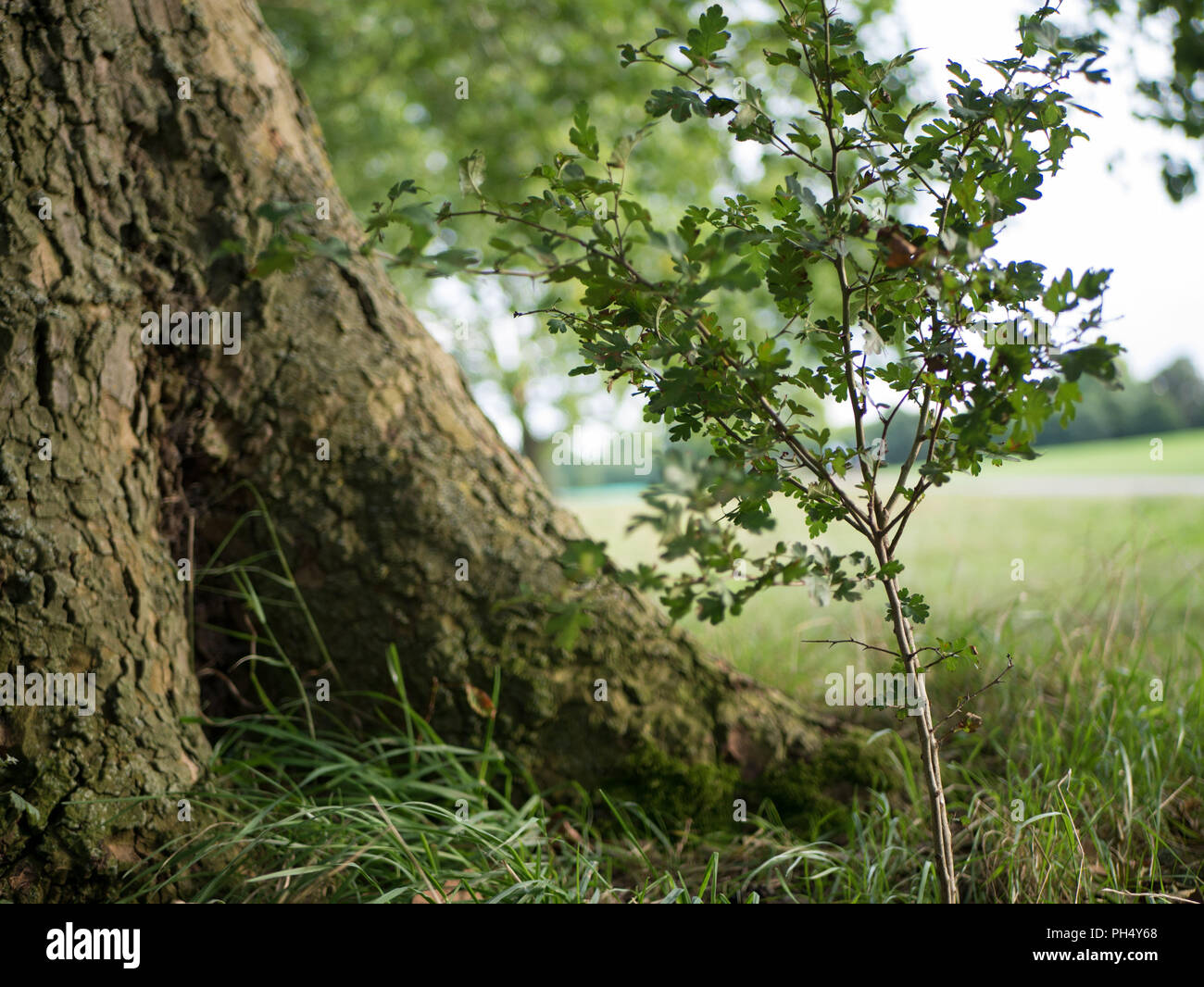 A young tree next to the trunk of a big tree Stock Photo - Alamy