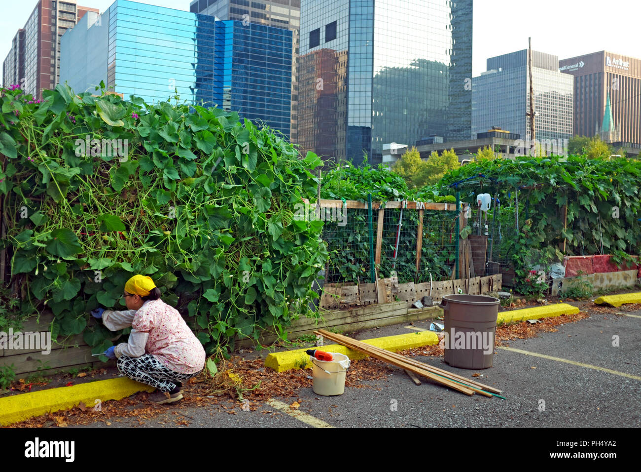 A lady works her individual garden plot outside an apartment complex in ...