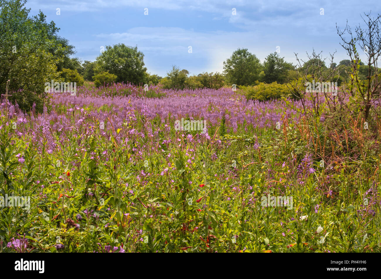 Bodffordd hi-res stock photography and images - Alamy