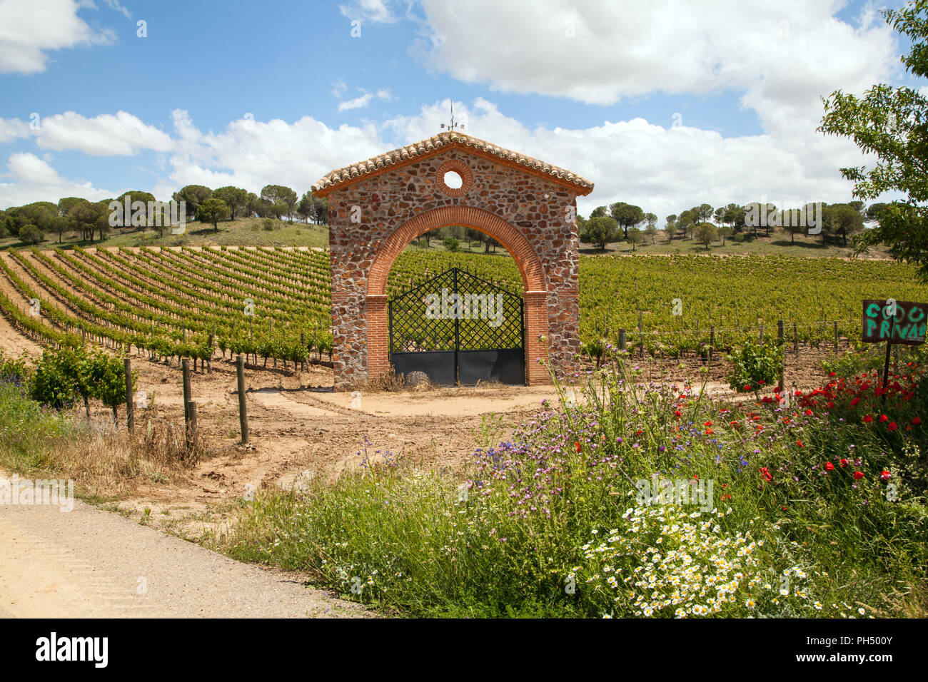 Vineyards with grape vines growing in the Spanish countryside in the ...