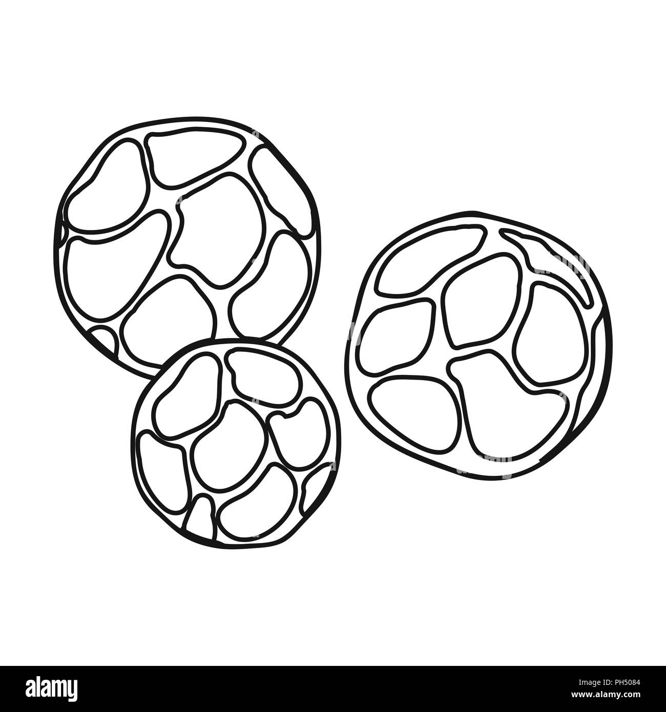 Black pepper icon in outline style isolated on white background. Herb ...