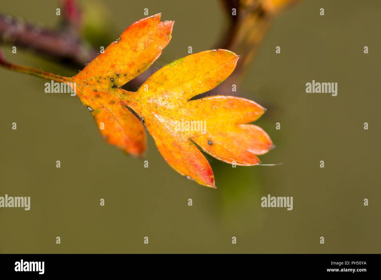 Hawthorn Crataegus monogyna leaves starting to take on autumn colours ...