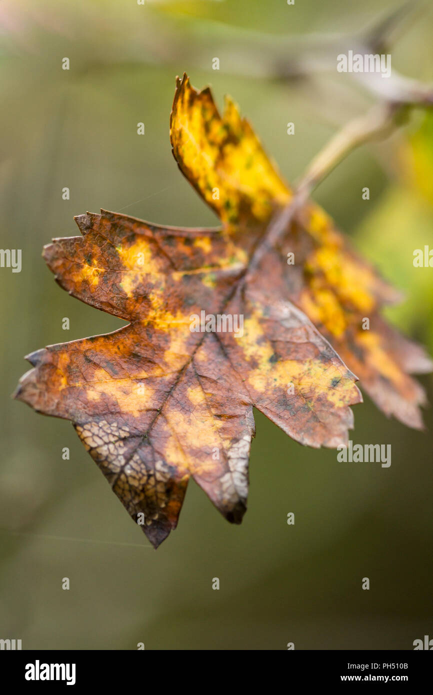 Hawthorn Crataegus monogyna leaves turning to autumn colour Stock Photo ...
