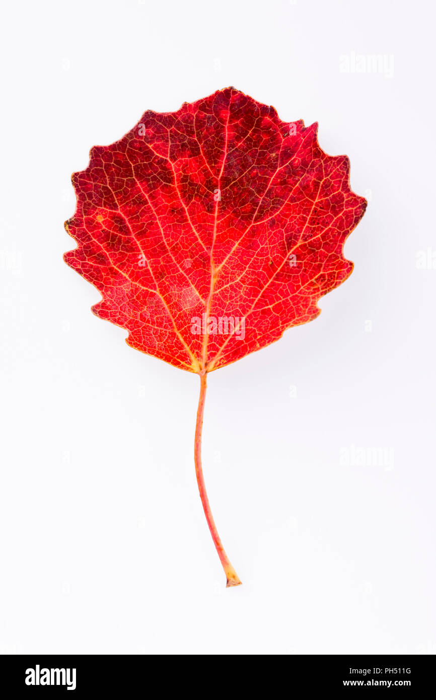 Aspen tree scotland hi-res stock photography and images - Alamy