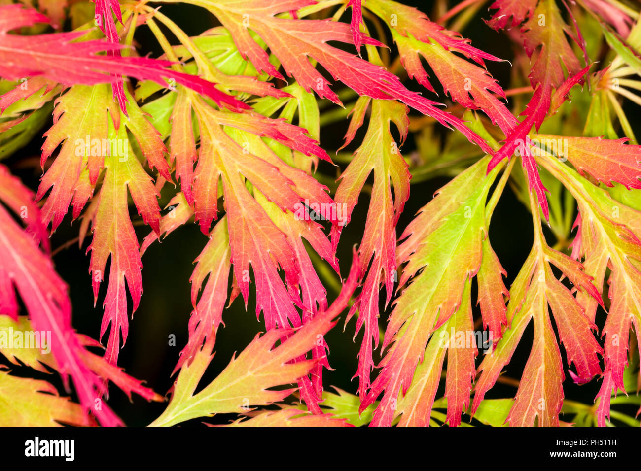 Japanese Maple Acer palmatum leaves Stock Photo - Alamy