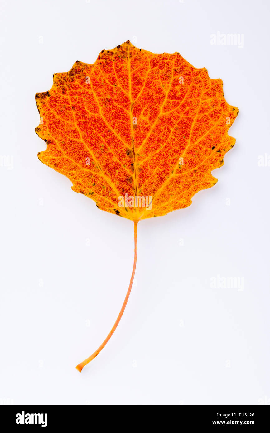 Aspen tree britain hi-res stock photography and images - Alamy