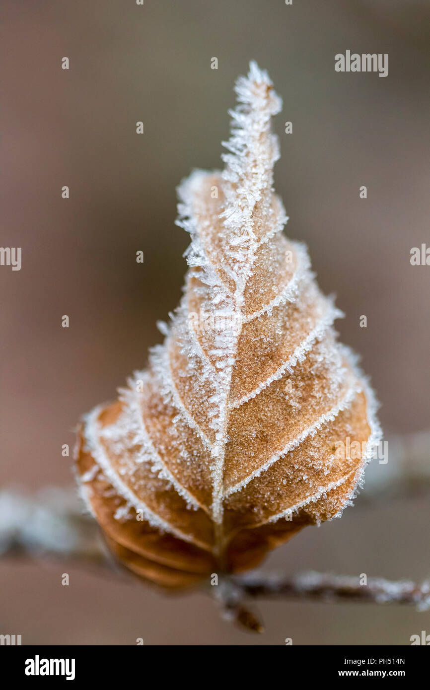 Beechnuts european beech common beech hi-res stock photography and ...