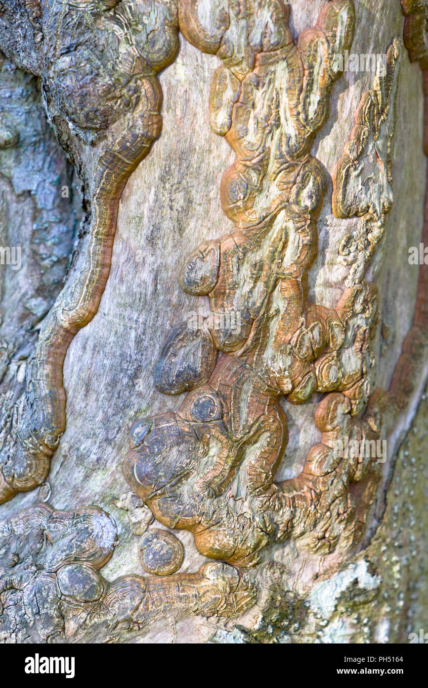 Common Holly Stock Photos & Common Holly Stock Images - Alamy