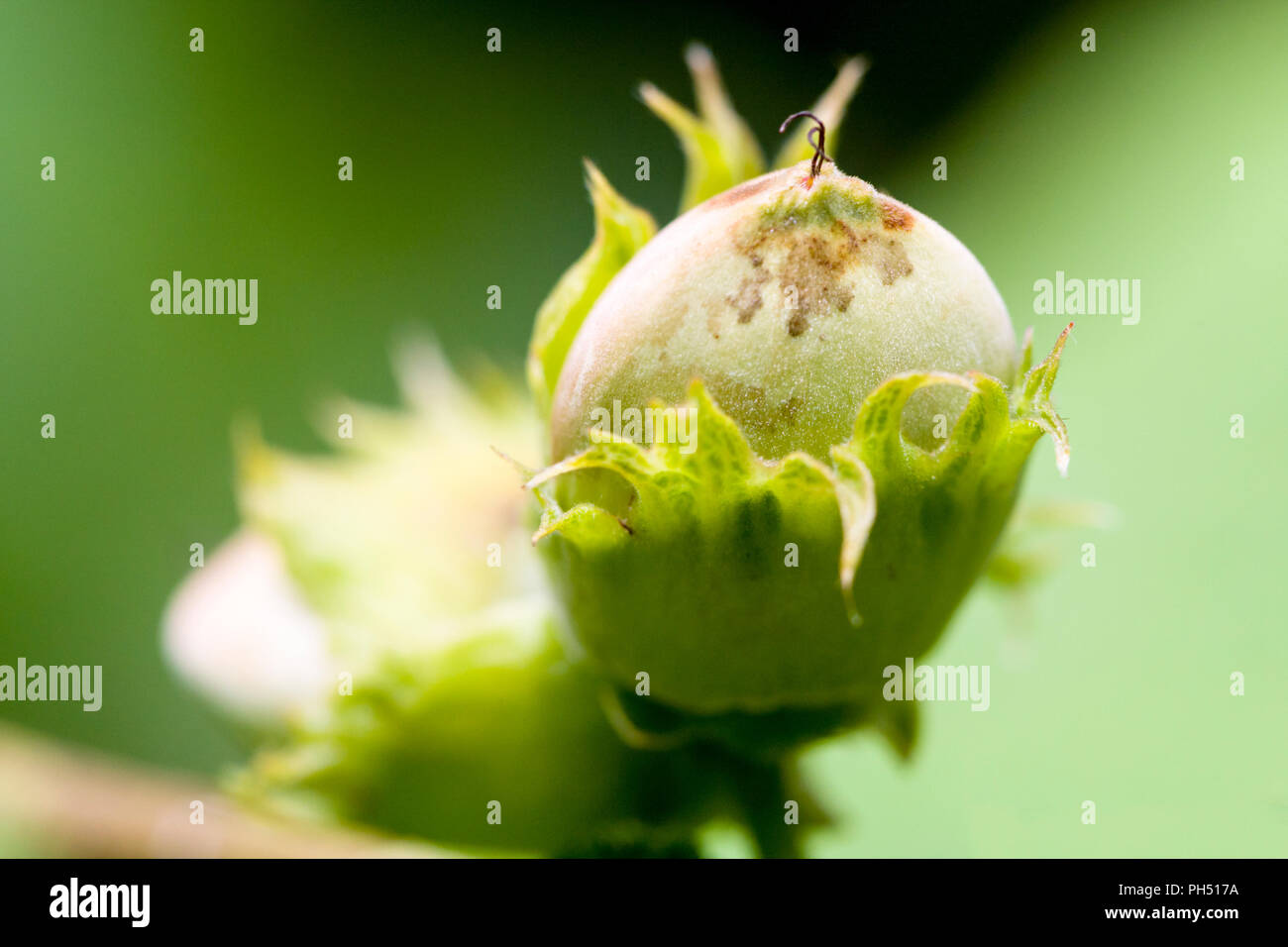 Corylus Cob Nut Tree High Resolution Stock Photography and Images - Alamy