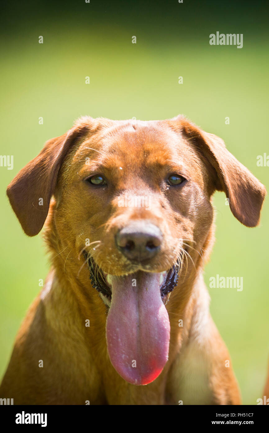 Labrador Retriever. Portrait of bitch Karetta , trained as conservation ...