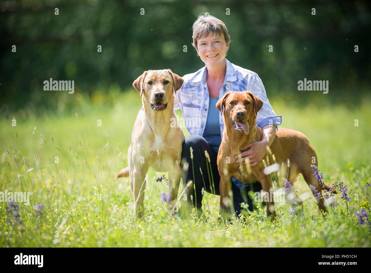 Dog being trained hi-res stock photography and images - Alamy