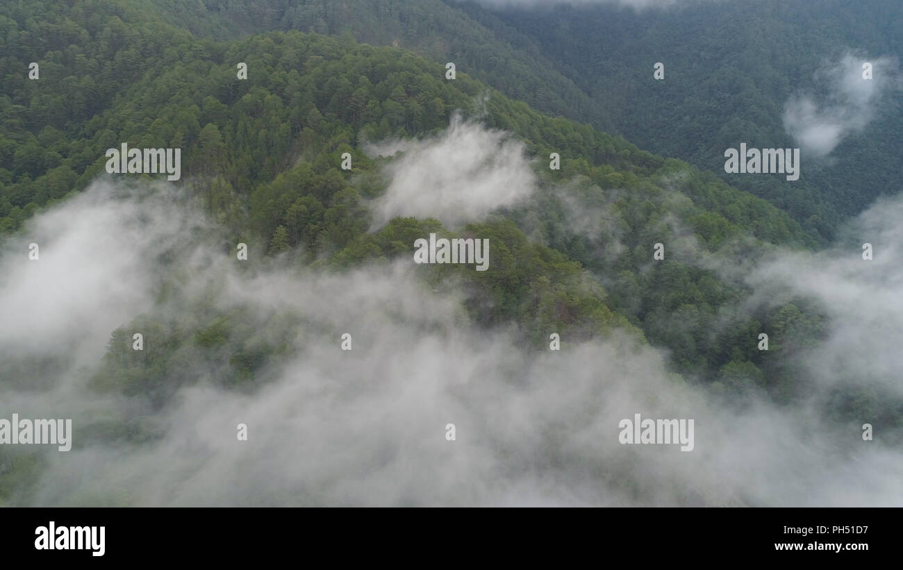 Aerial view of mountains covered forest, trees in clouds and fog ...