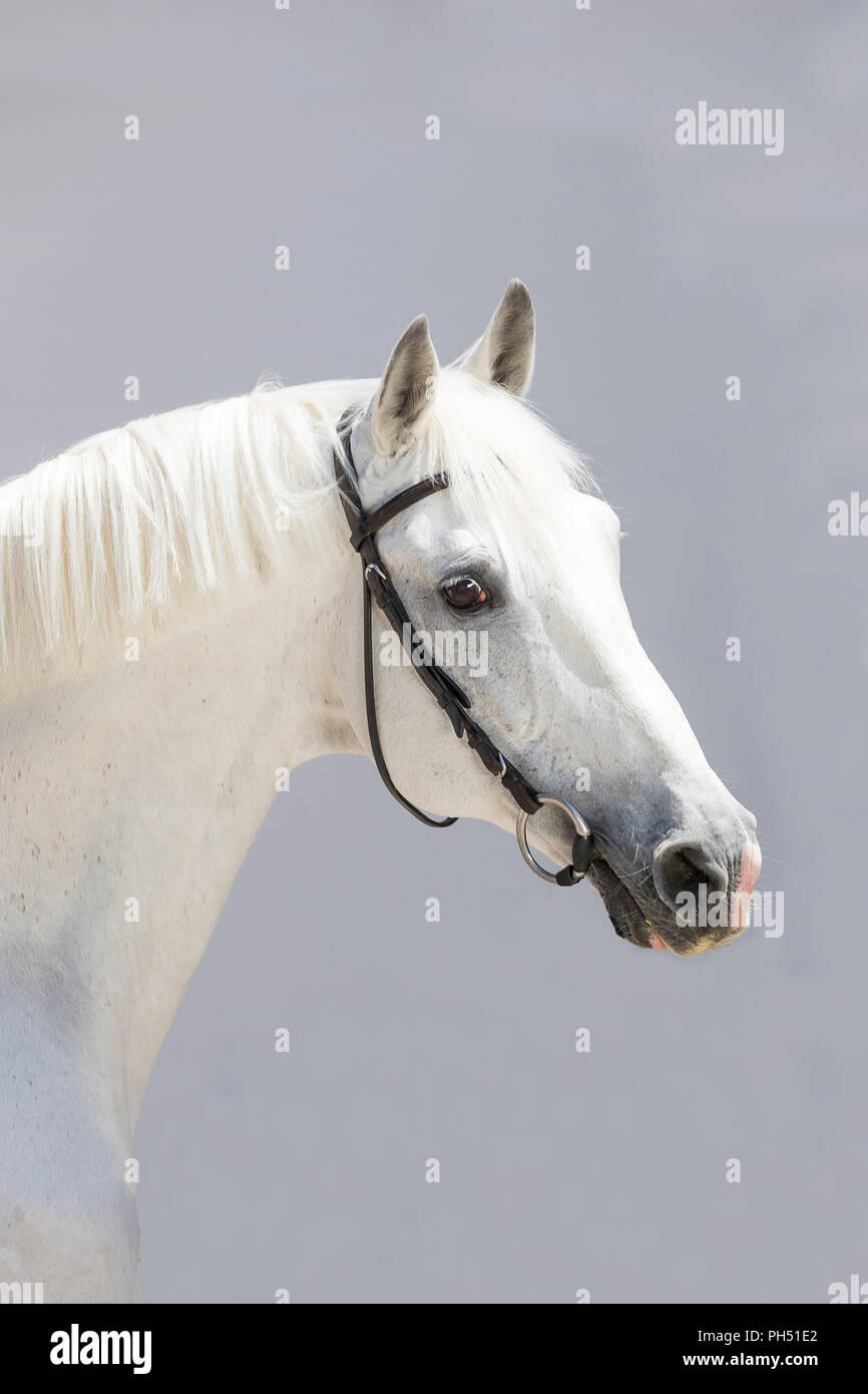 Swiss Warmblood. Portrait af gray stallion with head tack. Germany ...