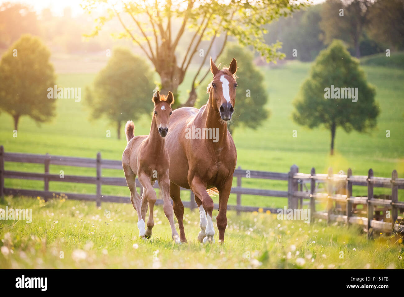 Oldenburg Horse. Chestnut mare with foal galloping on a pasture ...