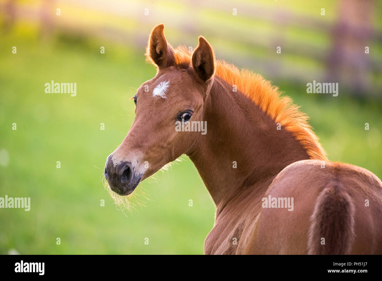 Oldenburg Horse. Portrait of chestnut foal on a pasture. Germany Stock ...