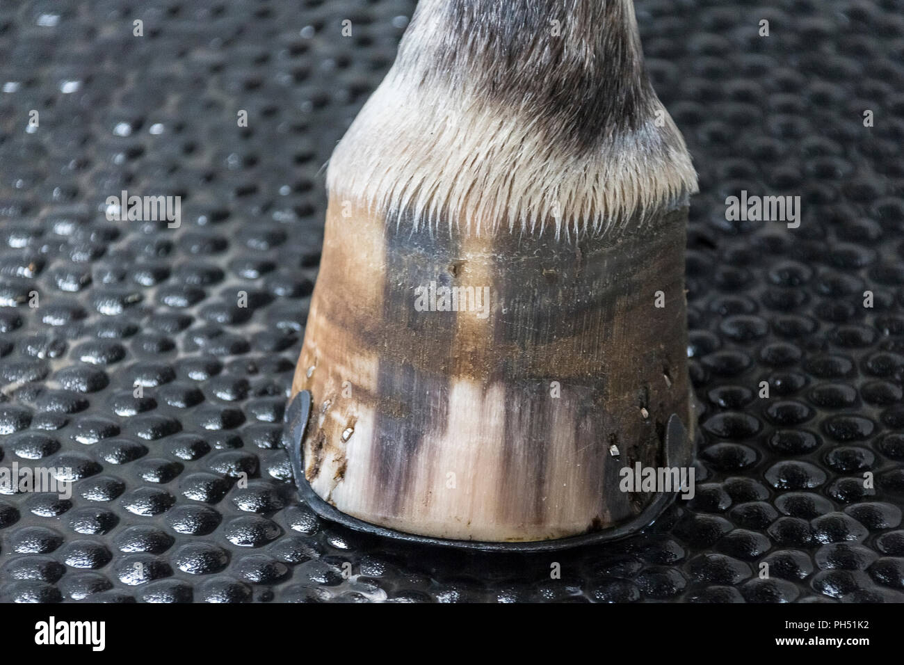 Domestic horse. Hoof in a washing facility. Germany Stock Photo - Alamy