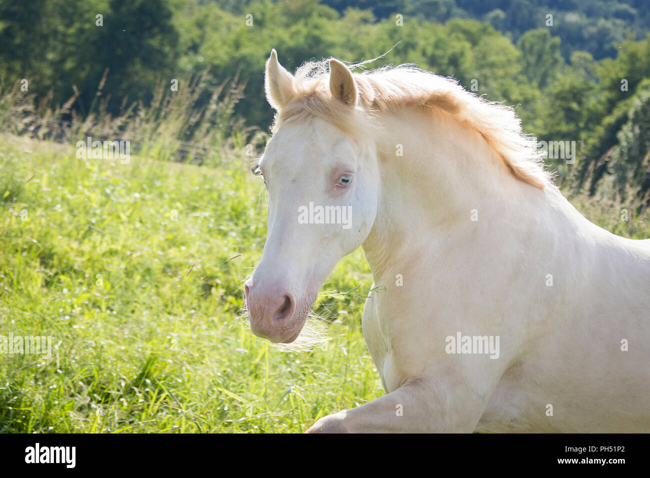Welsh Cob (Section D). Portrait of cremello mare on a pasture. Austria ...
