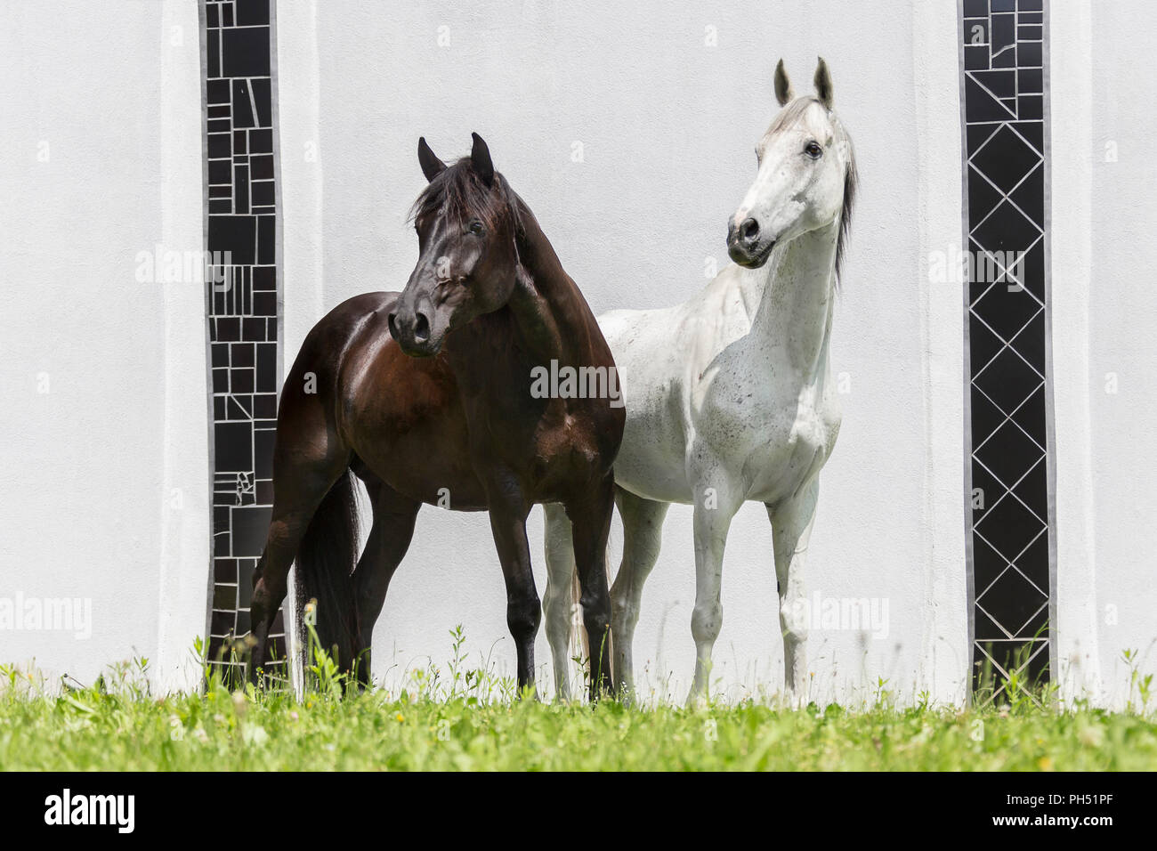 Thoroughbred gray gelding standing hi-res stock photography and images ...