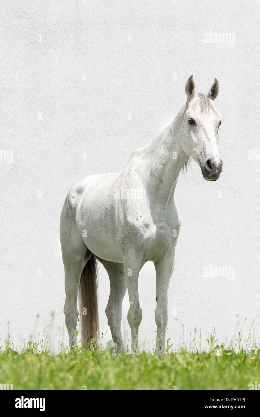 Thoroughbred. Gray gelding standing, seen against a white background ...