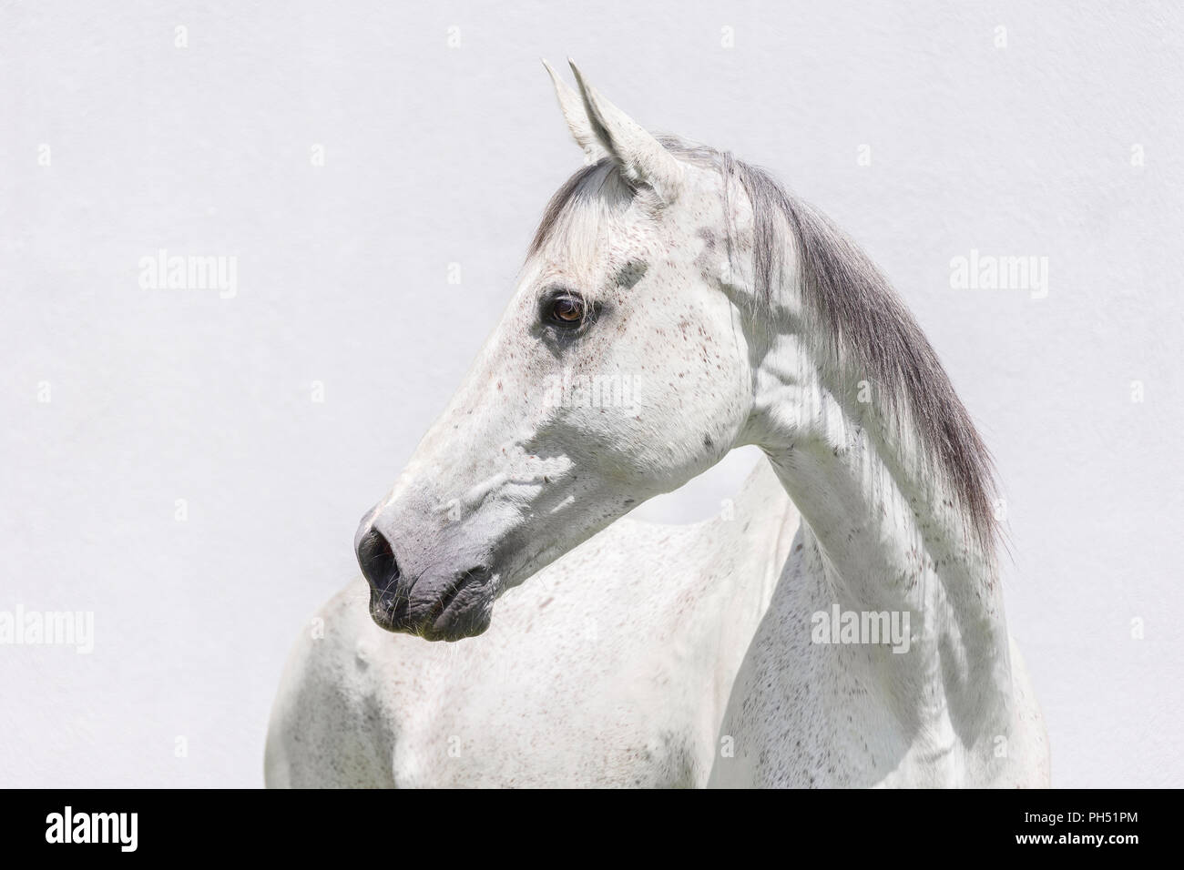 Thoroughbred. Portrait of gray gelding, seen against a white background ...