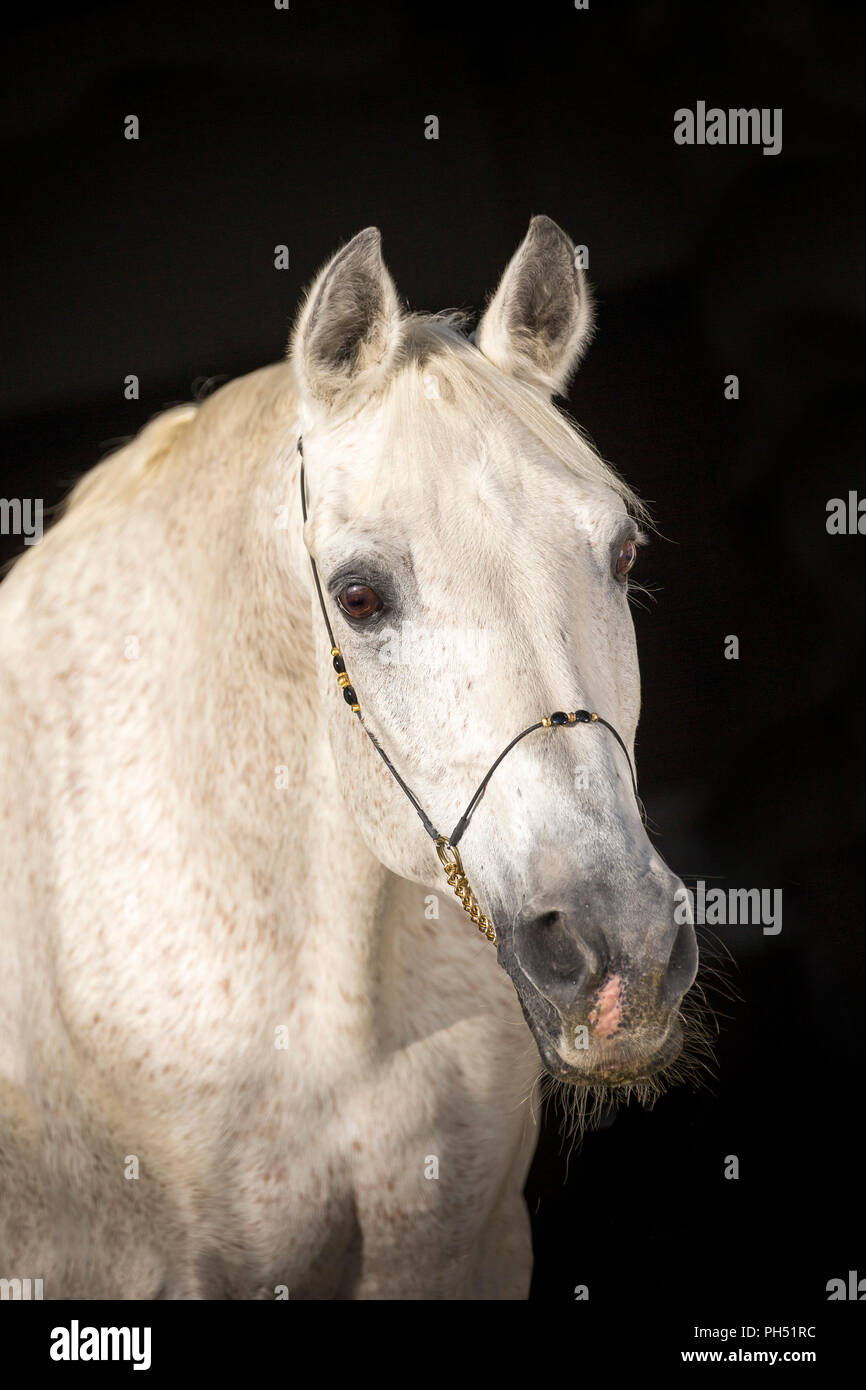 Shagya Arabian. Portrait of gray stallion with halter, seen against a ...