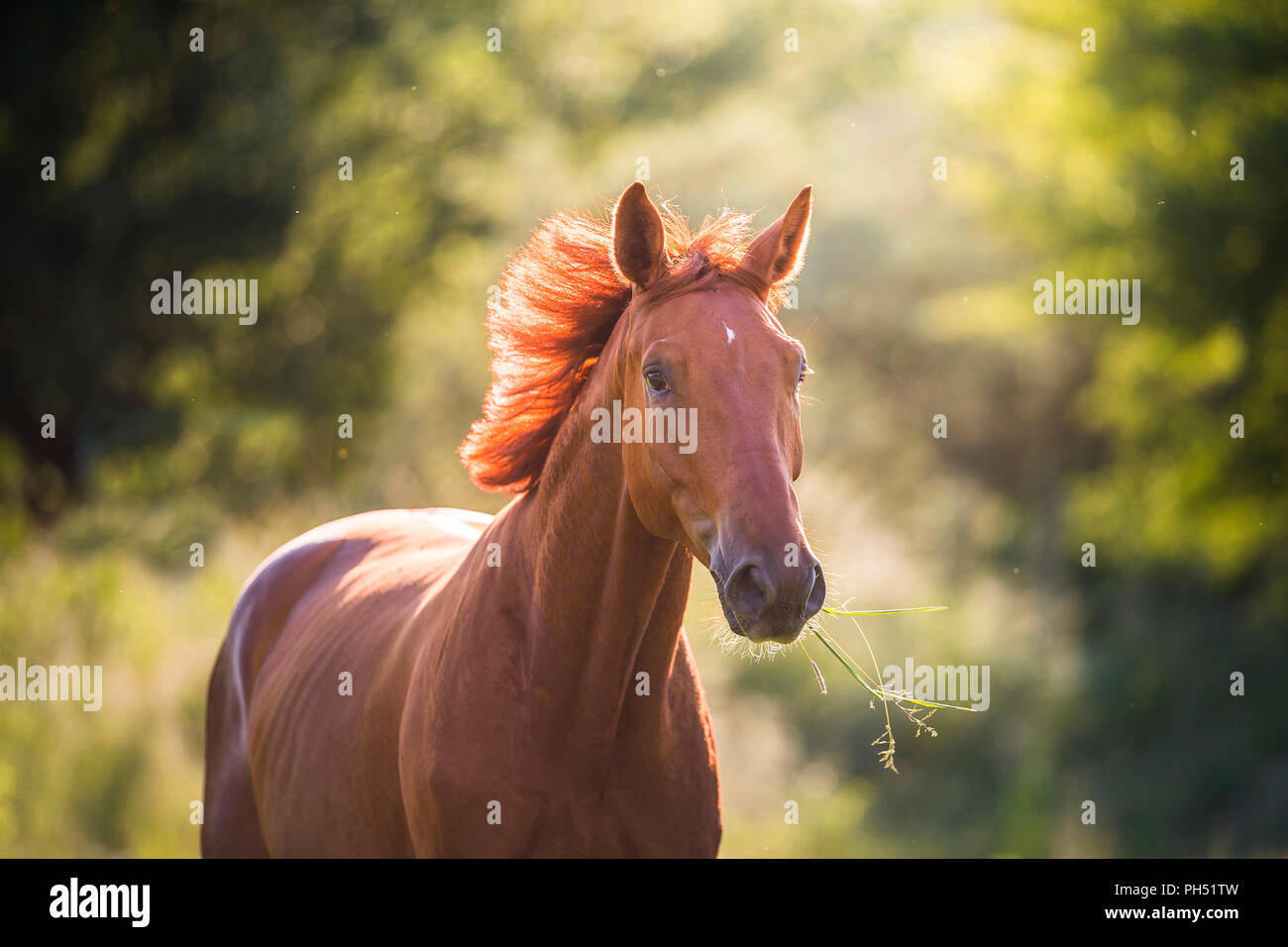 Austrian Animal High Resolution Stock Photography and Images - Alamy