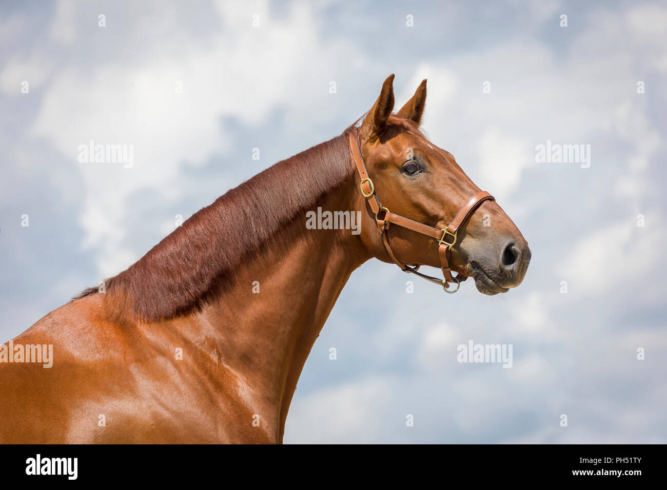 Horse head against blue sky hi-res stock photography and images - Alamy