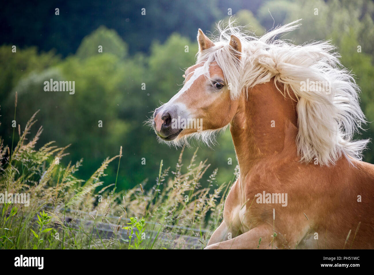 Haflinger Horse. Portrait of a mare with mane flowing. Austria Stock ...