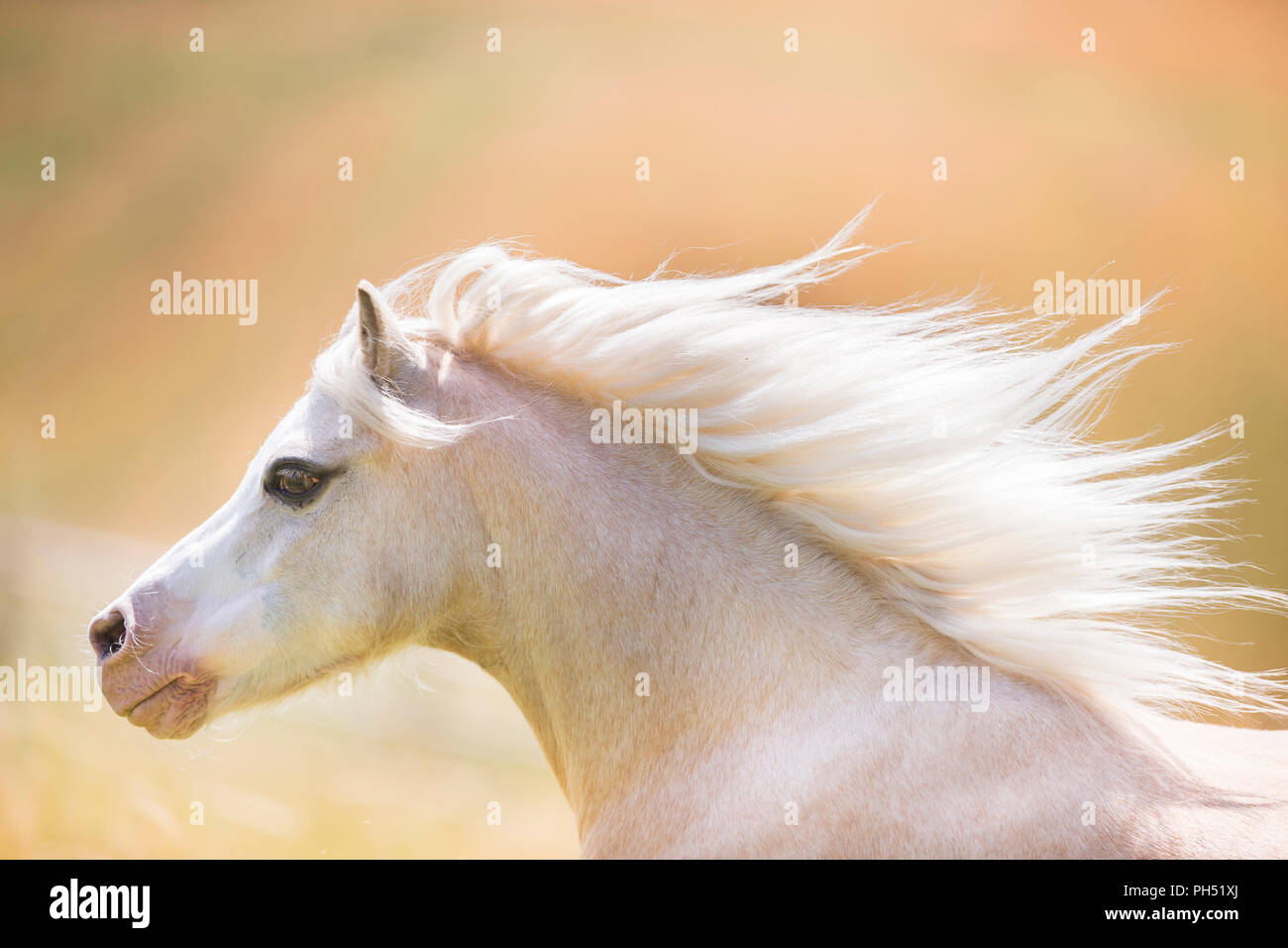 Welsh mountain pony portrait of palomino hi-res stock photography and ...