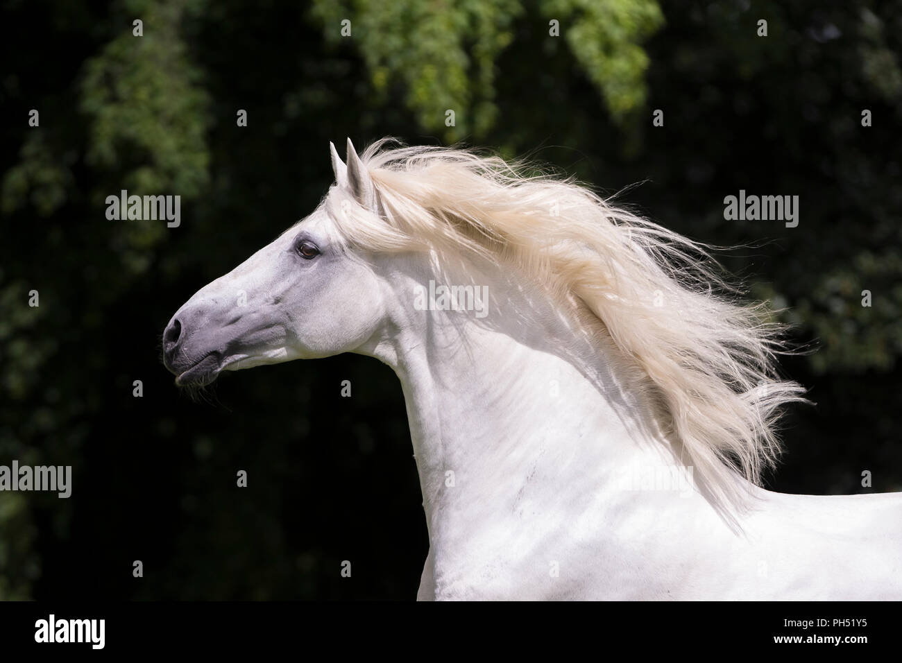 Lusitano. Portrait of gray stallion with mane flowing, seen against a ...