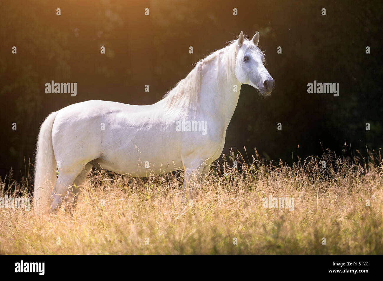 Lusitano horse hi-res stock photography and images - Alamy