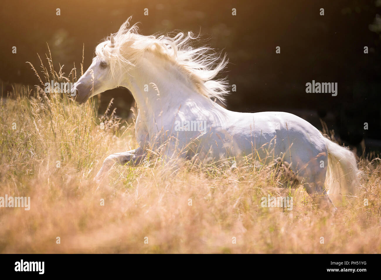 Lusitano horse stallion hi-res stock photography and images - Alamy