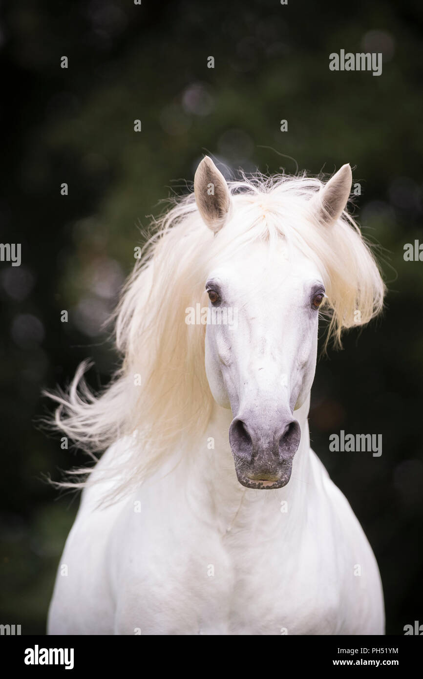 Lusitano. Portrait of gray stallion with mane flowing, seen against a ...