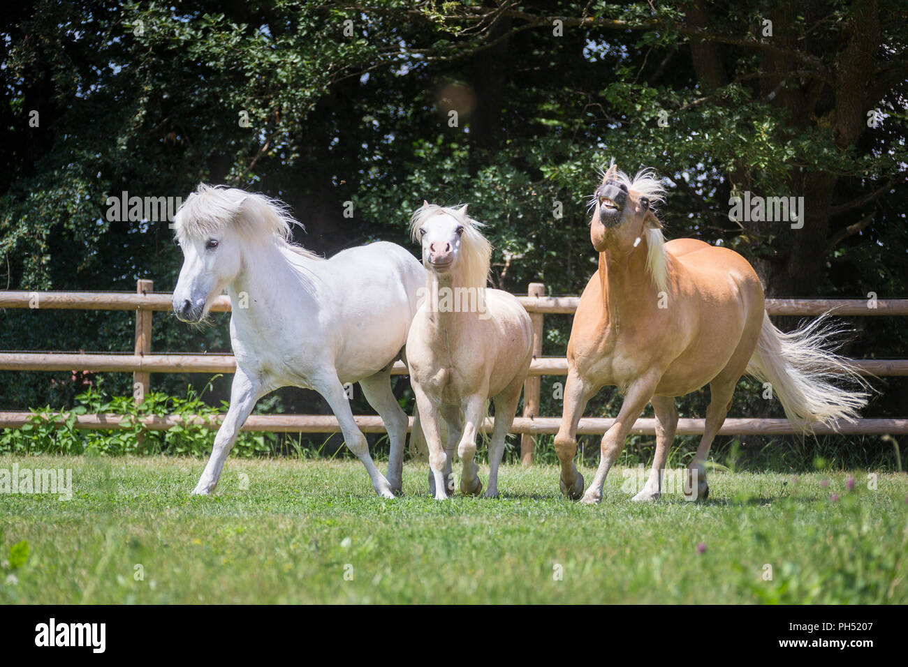 Three friends on a pasture: Welsh Mountain Pony, Icelandic horse and ...