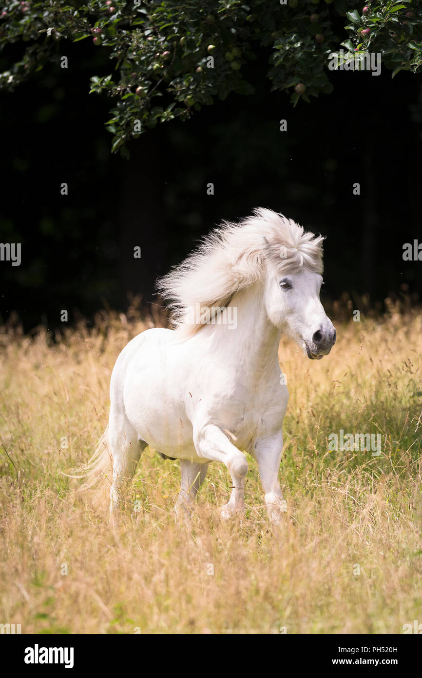 Icelandic Horse. Gray gelding galloping on a pasture. Germany Stock ...