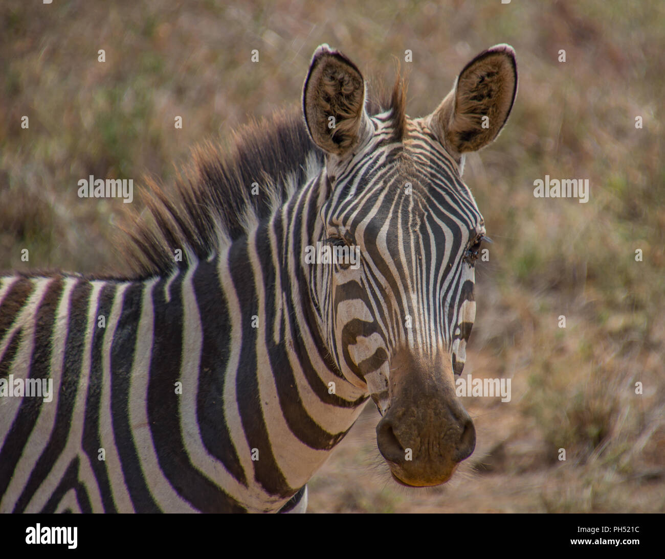 Zebra head hi-res stock photography and images - Alamy
